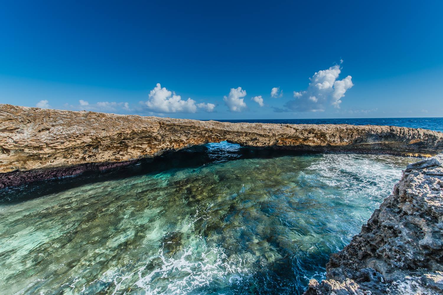 How we helped Carmabi Foundation... | Blueback-Office